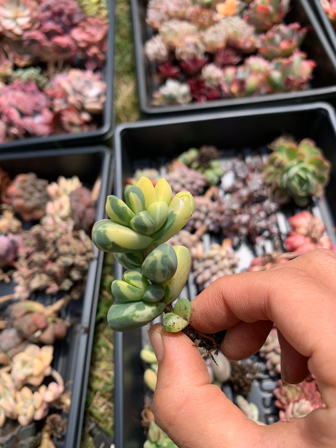Rare Succulent Variegated Astridia Velutina - Etsy