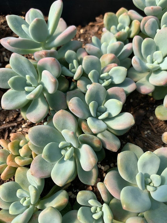 Floral & Garden Crafts Rare Succulents Graptosedum miul large cluster ...