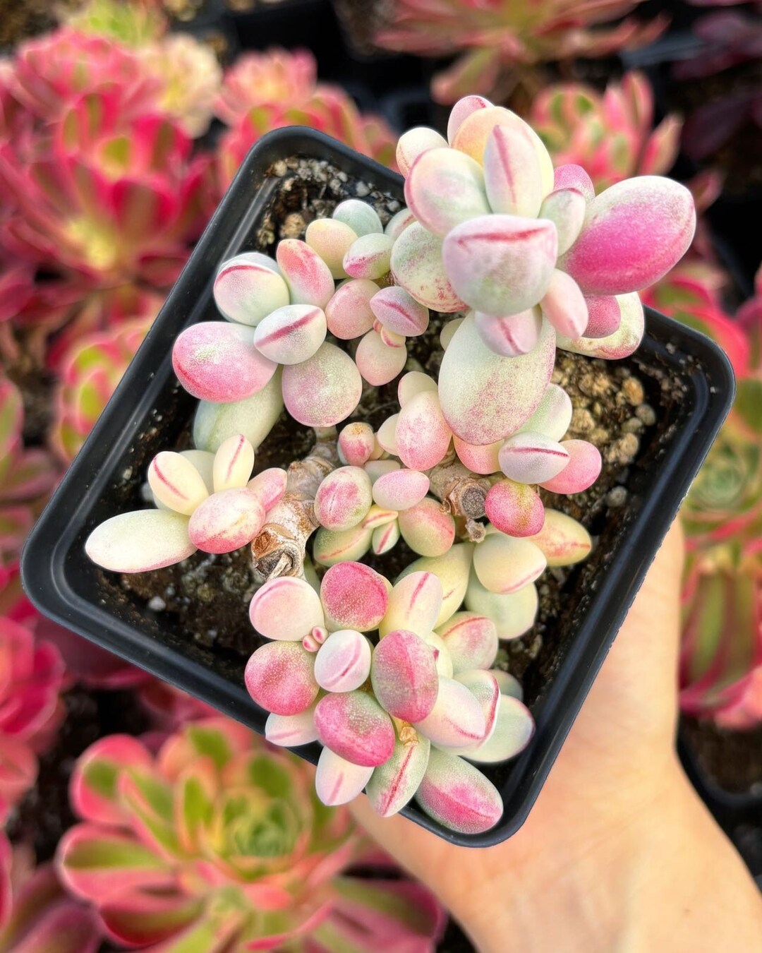 Rare Succulent Rounded Cotyledon Orbiculata Varigated 4 - Etsy