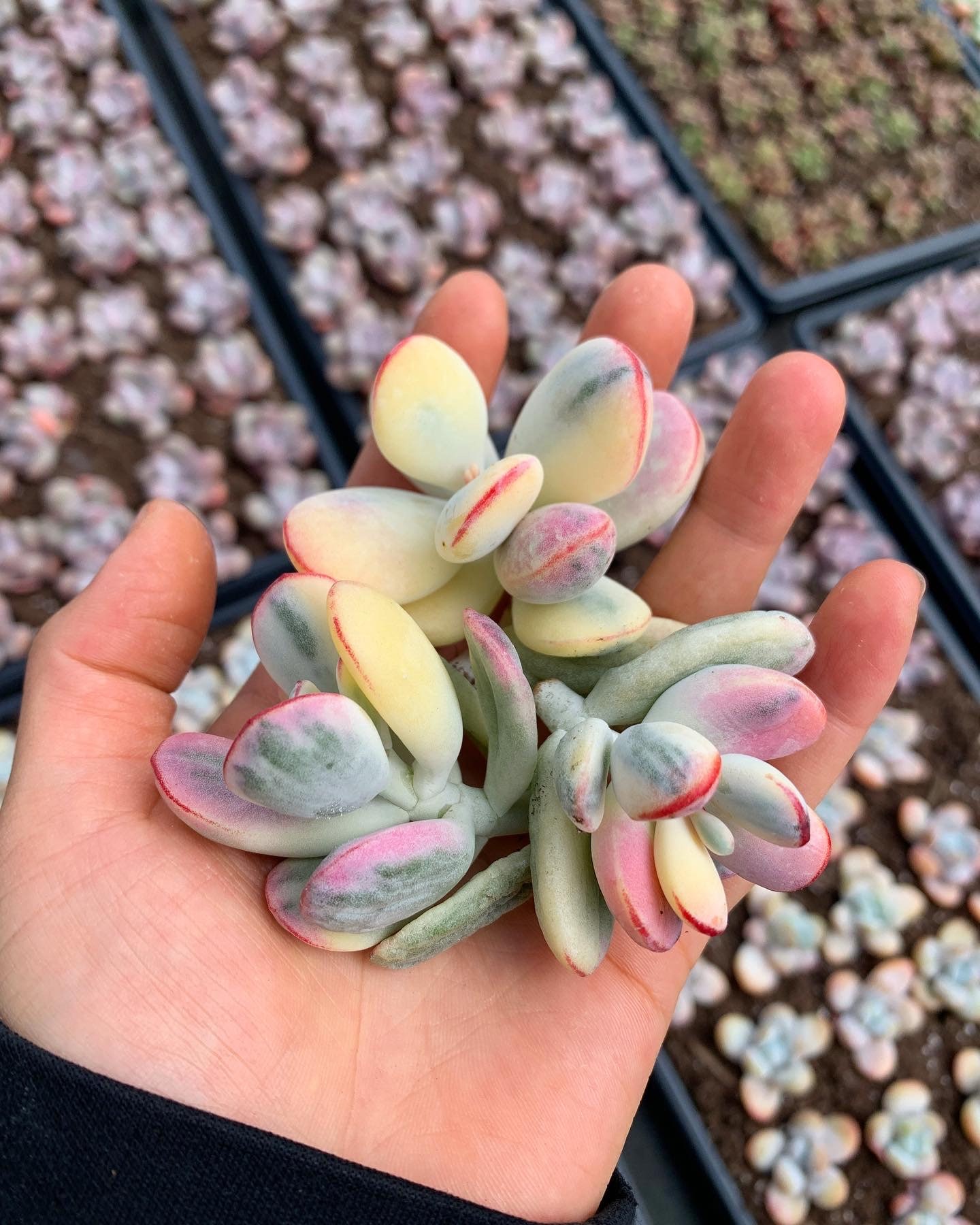 Rare Succulent Rounded Cotyledon Orbiculata Varigated - Etsy