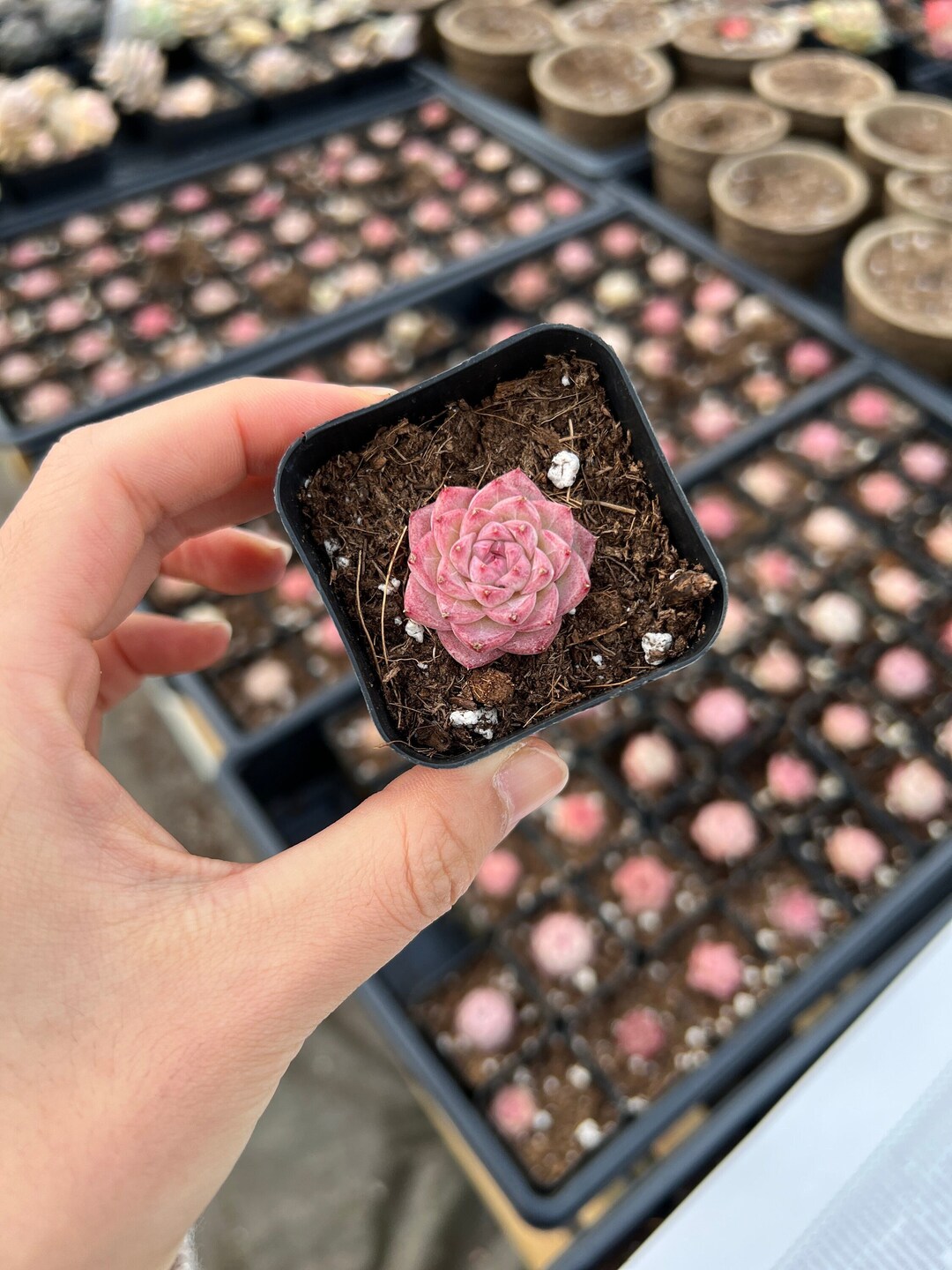 Rare Succulent - Echeveria Maigan Hybrid (mini Plant) - Etsy