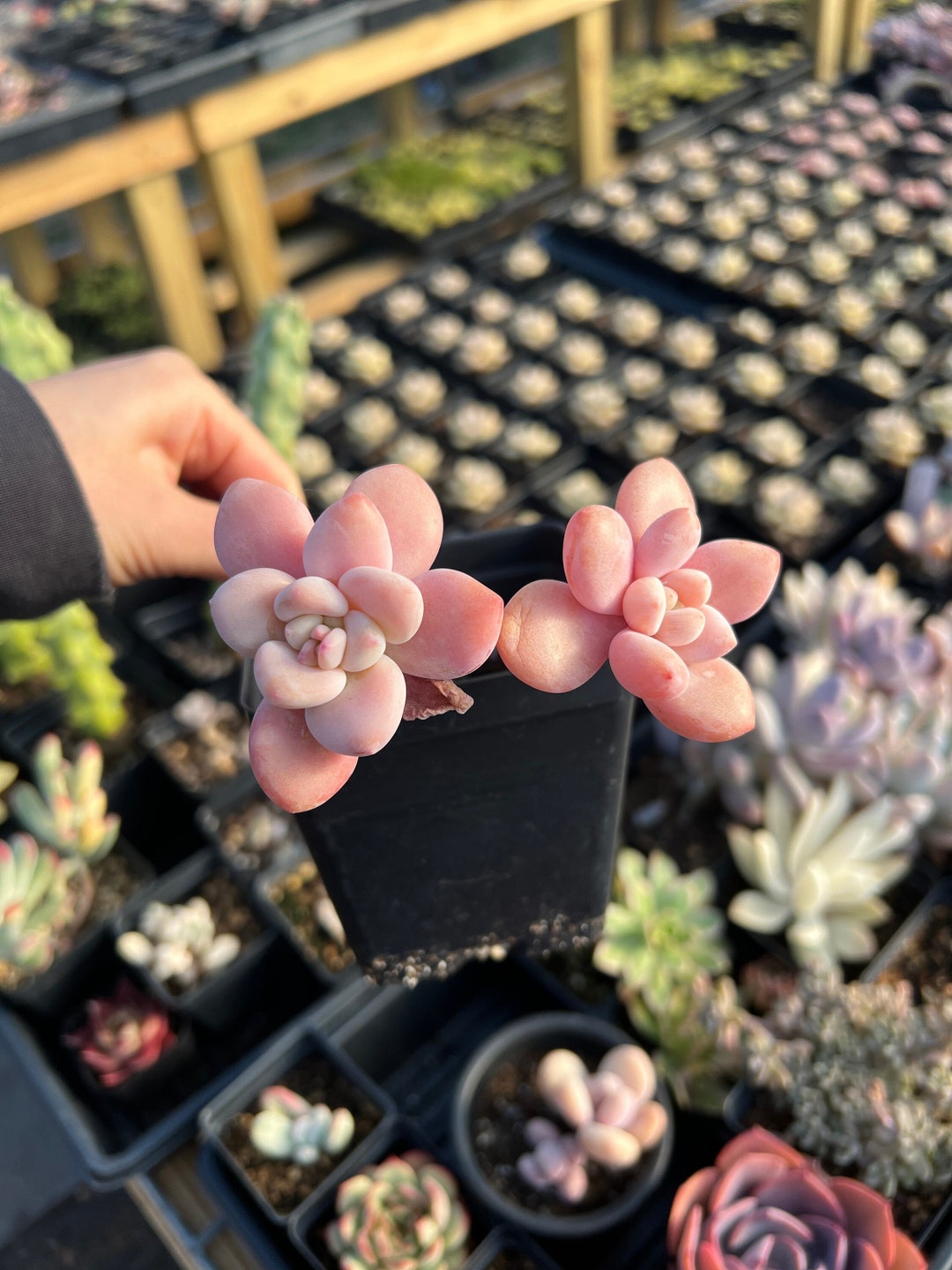 Rare Succulent Graptosedum Miul Small Cluster 3 - Etsy