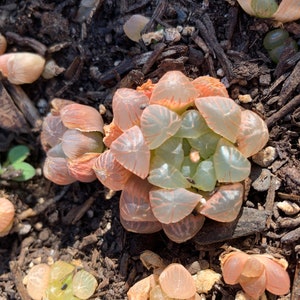 Rare Succulent - Haworthia Obtusa Pink/purple - Etsy