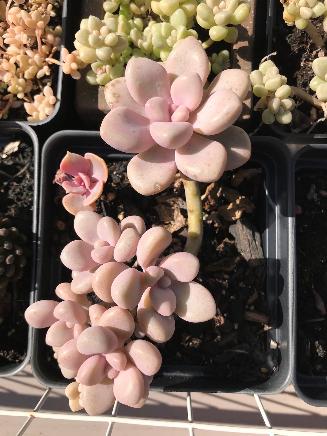Rare Succulent - Graptopetalum Ellen - Etsy