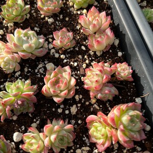 Rare Succulent - Echeveria Maigan Hybrid (mini Plant) - Etsy