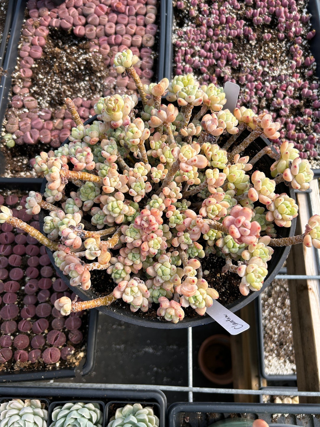Rare Succulent Sedum Pink Clavatum Giant Cluster cluster May Fall Apart ...
