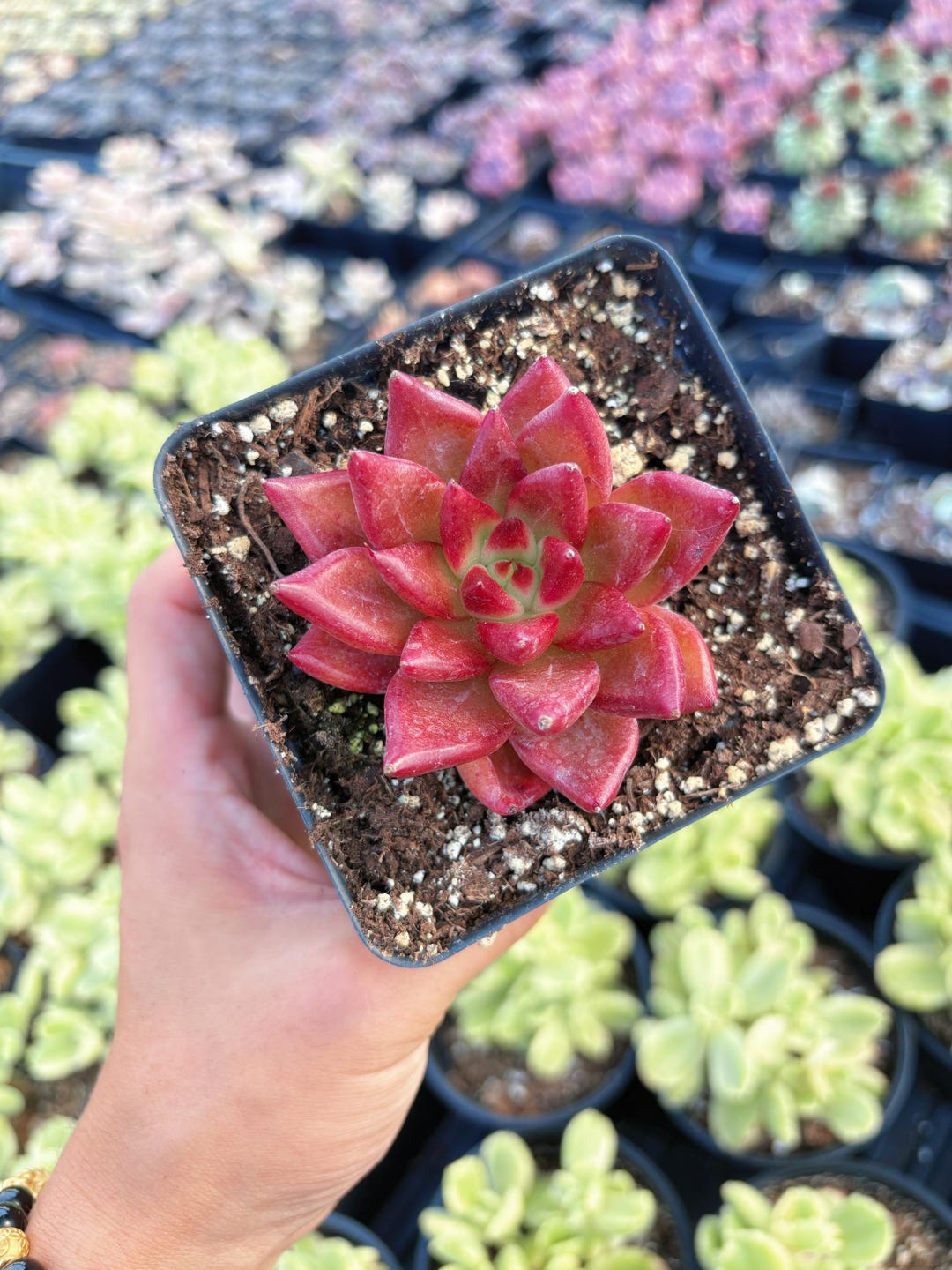 Rare Succulent - Echeveria Agavoides Psyche - Etsy