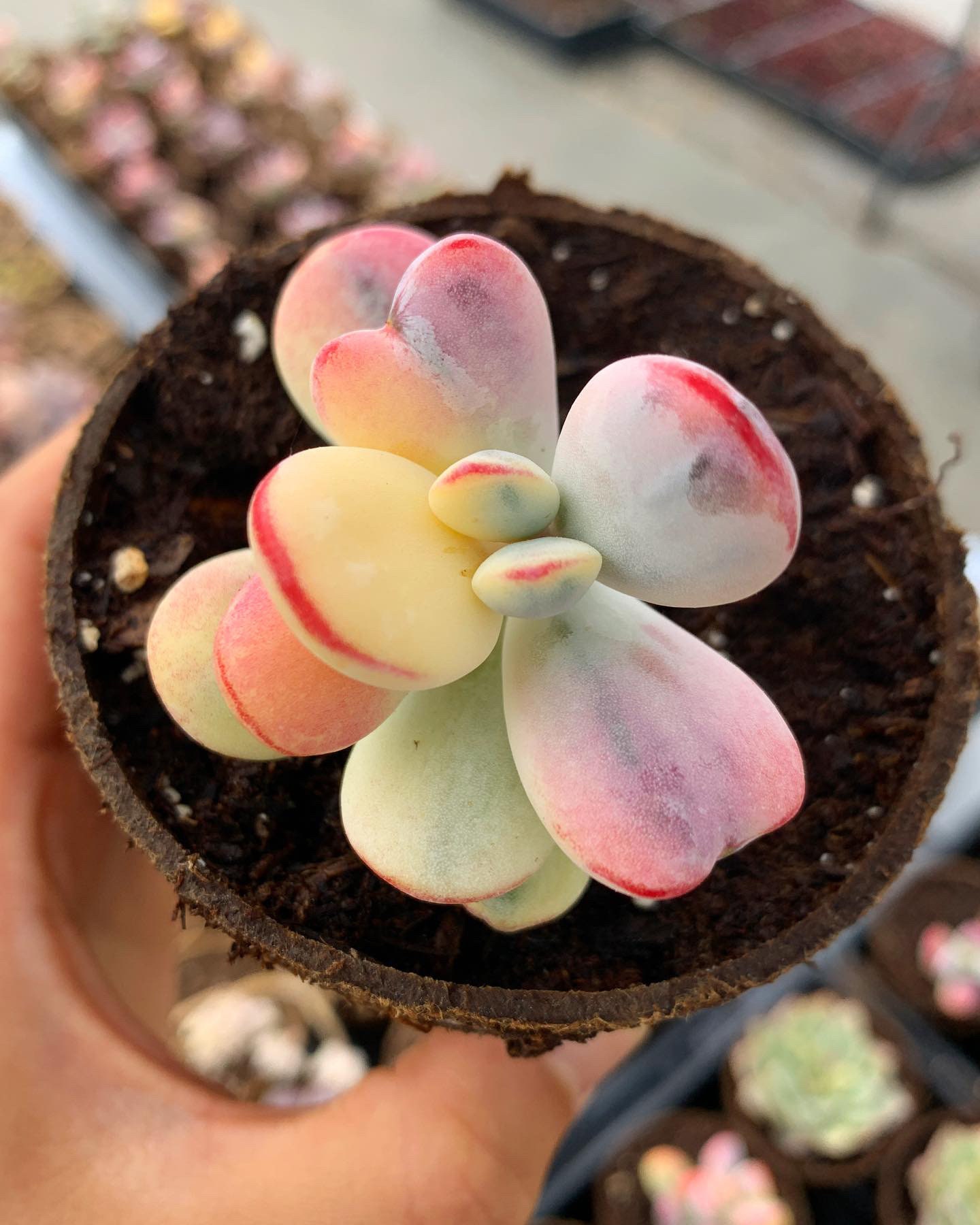 Rare Succulent Rounded Cotyledon Orbiculata Varigated - Etsy