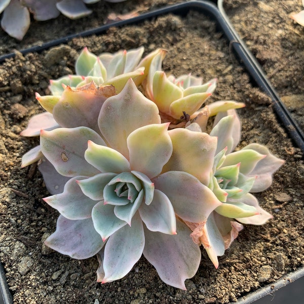 Silver Succulent - Etsy