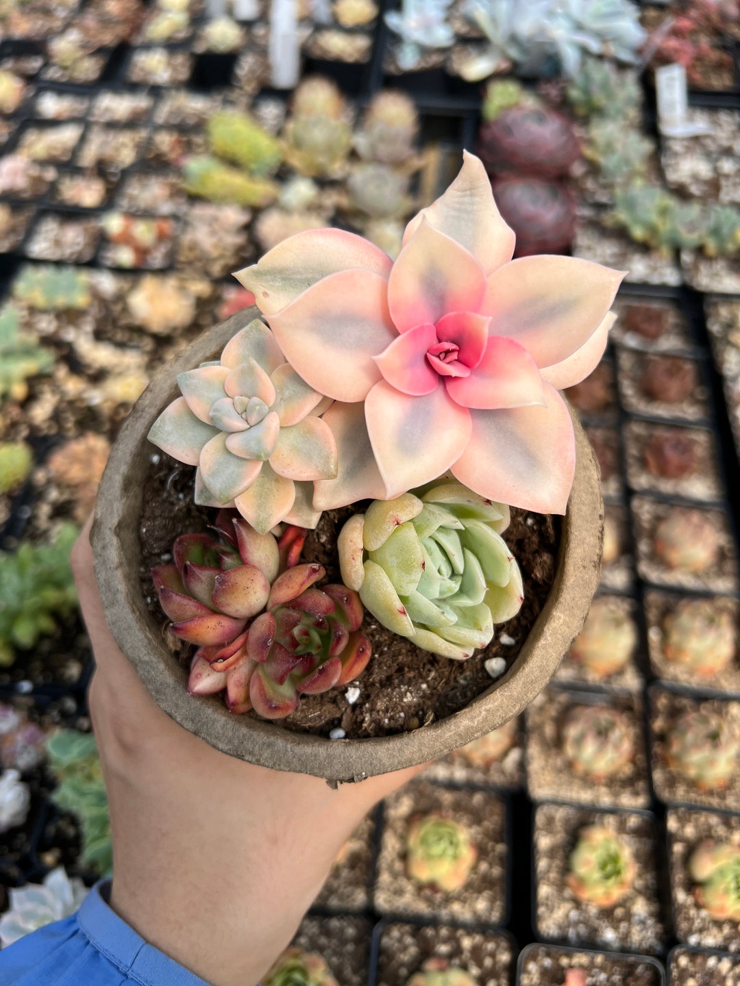 Rare Succulent - Succulent Combo K - Etsy