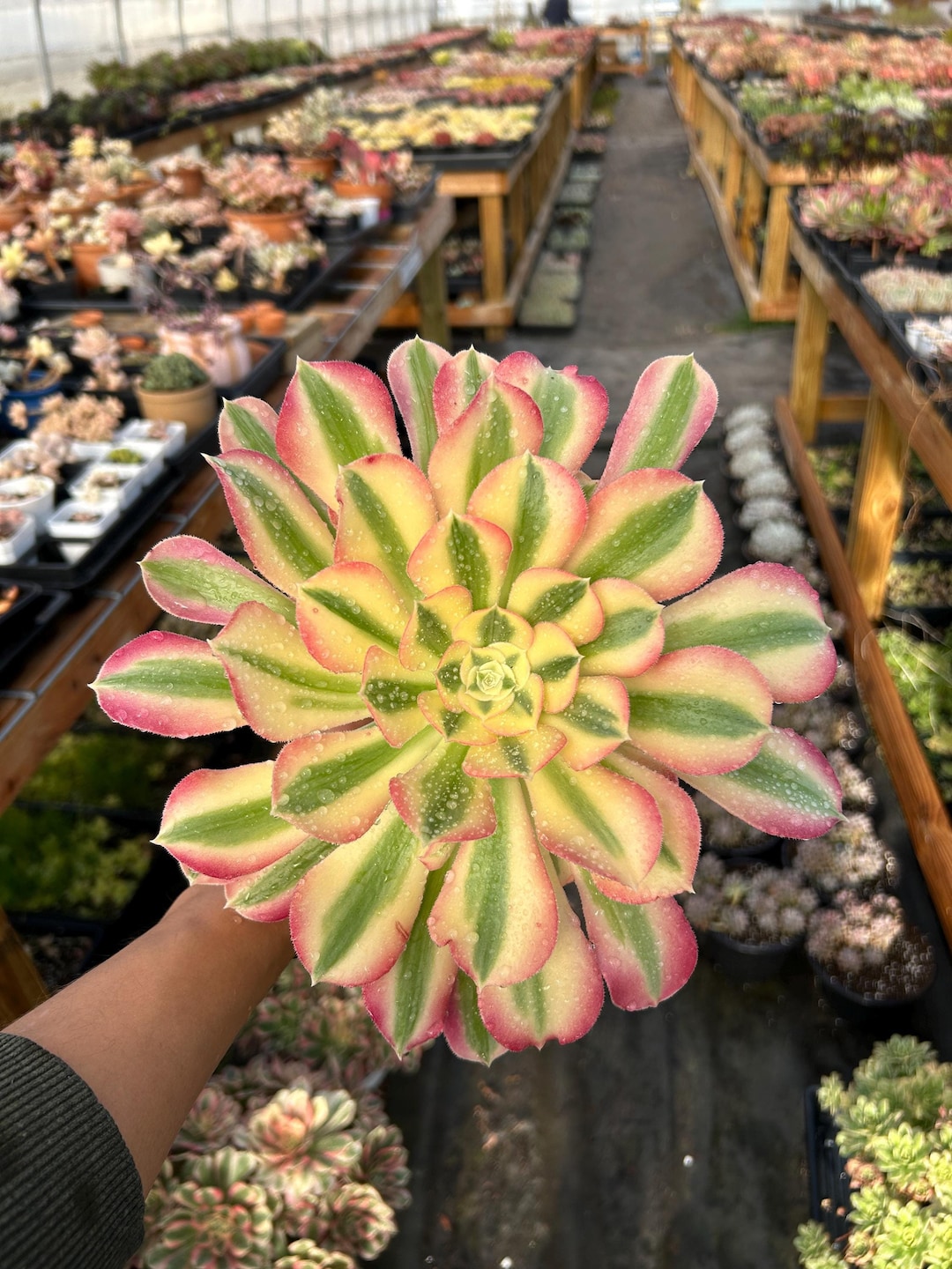 Rare Succulent - Aeonium Pink Witch Cluster (3) - Etsy
