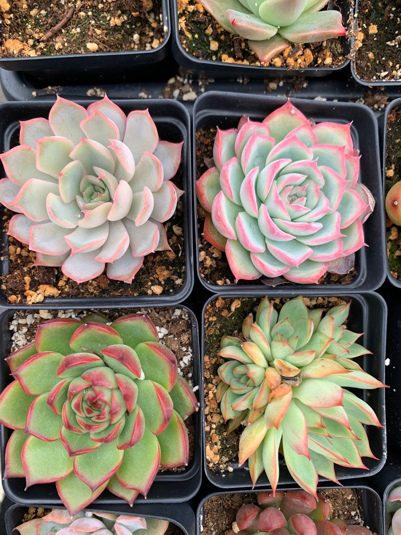 Rare Succulent Succulent Combo Echeveria With Pink Tips - Etsy