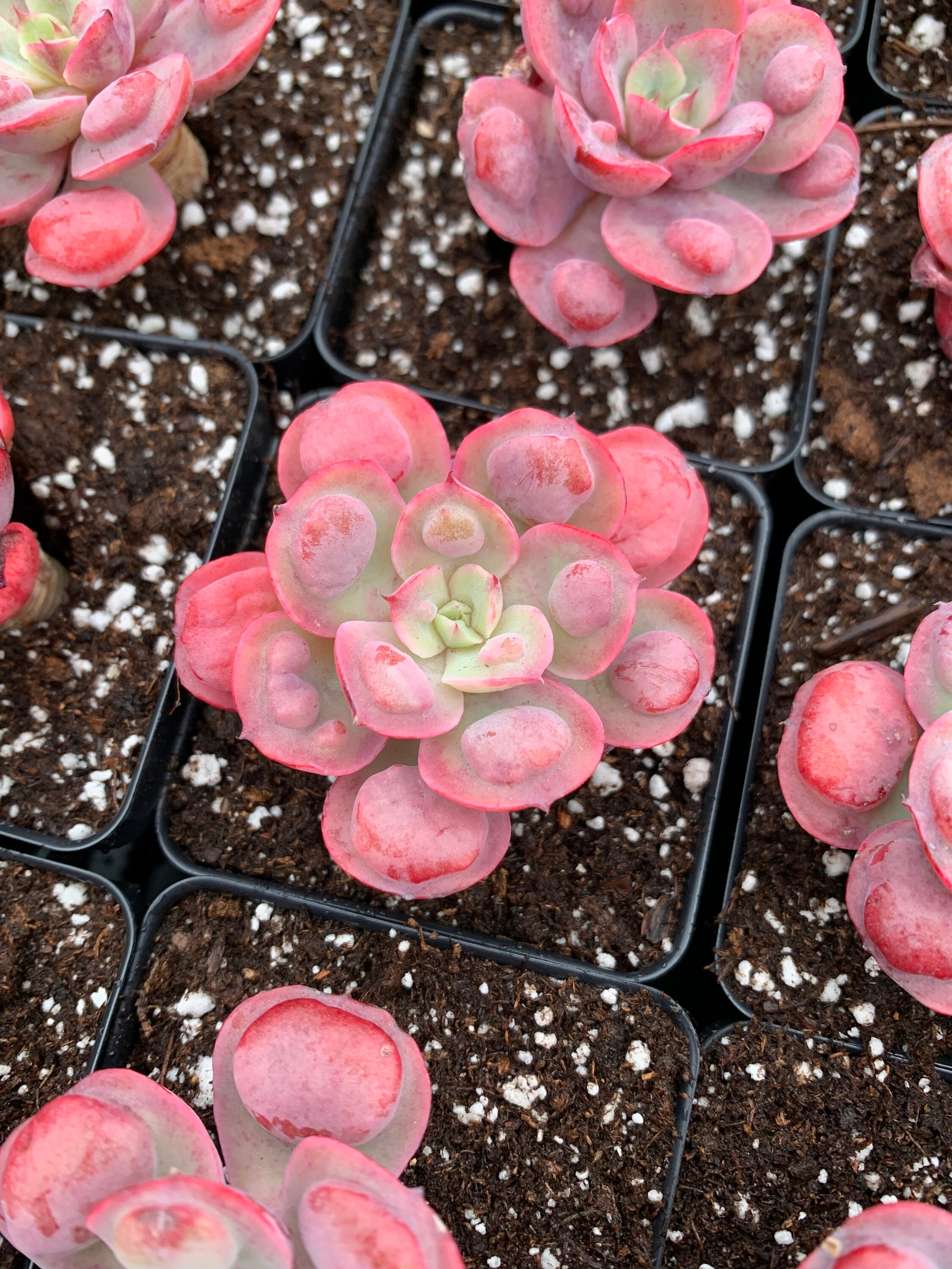 Rare Succulent Echeveria Raindrops Frills - Etsy