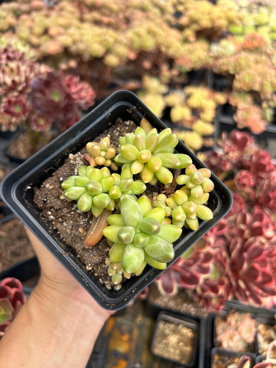 Rare Succulent Pachyphytum Compactum 1 - Etsy