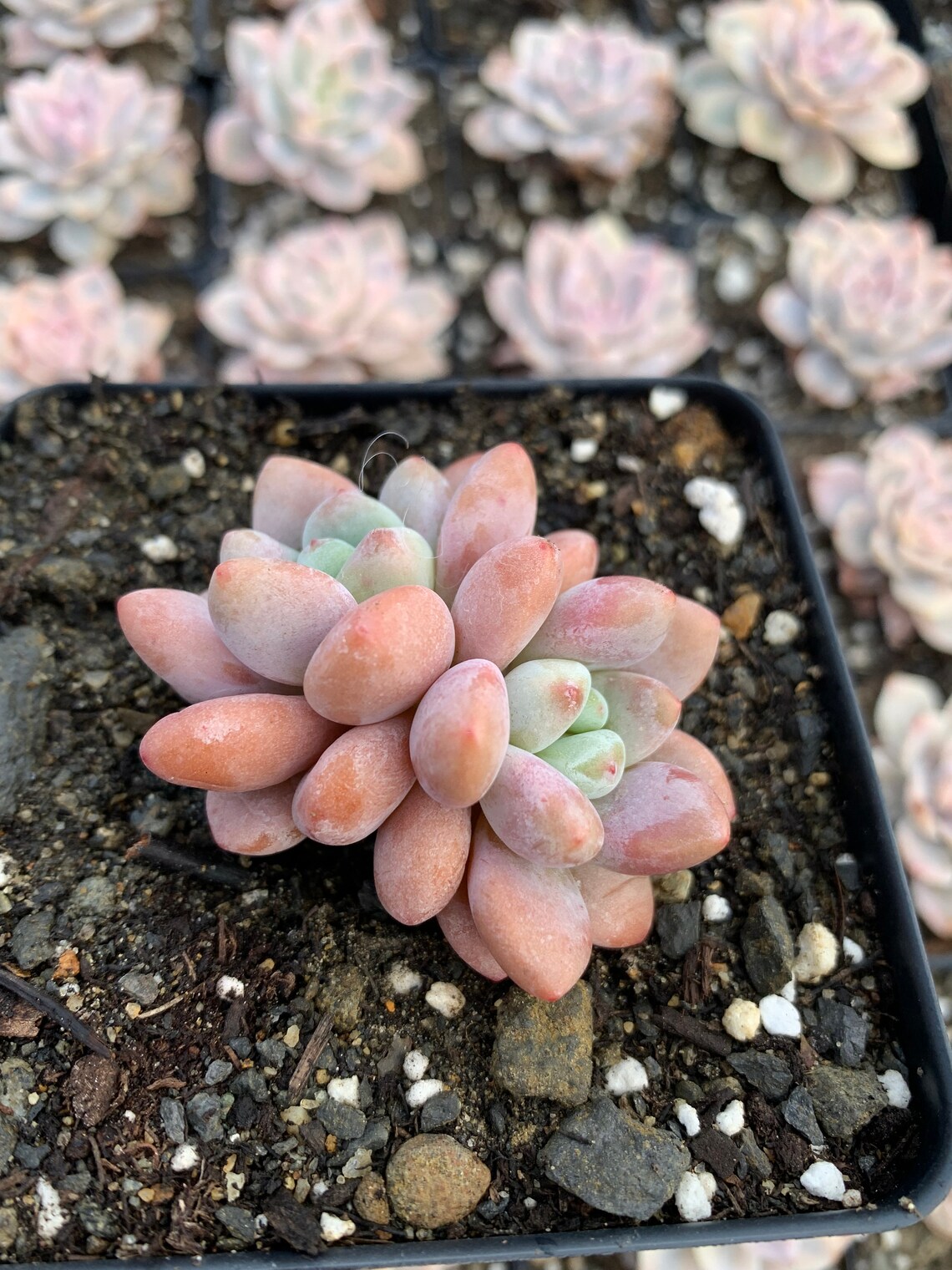 Rare Succulent Graptosedum Miul - Etsy