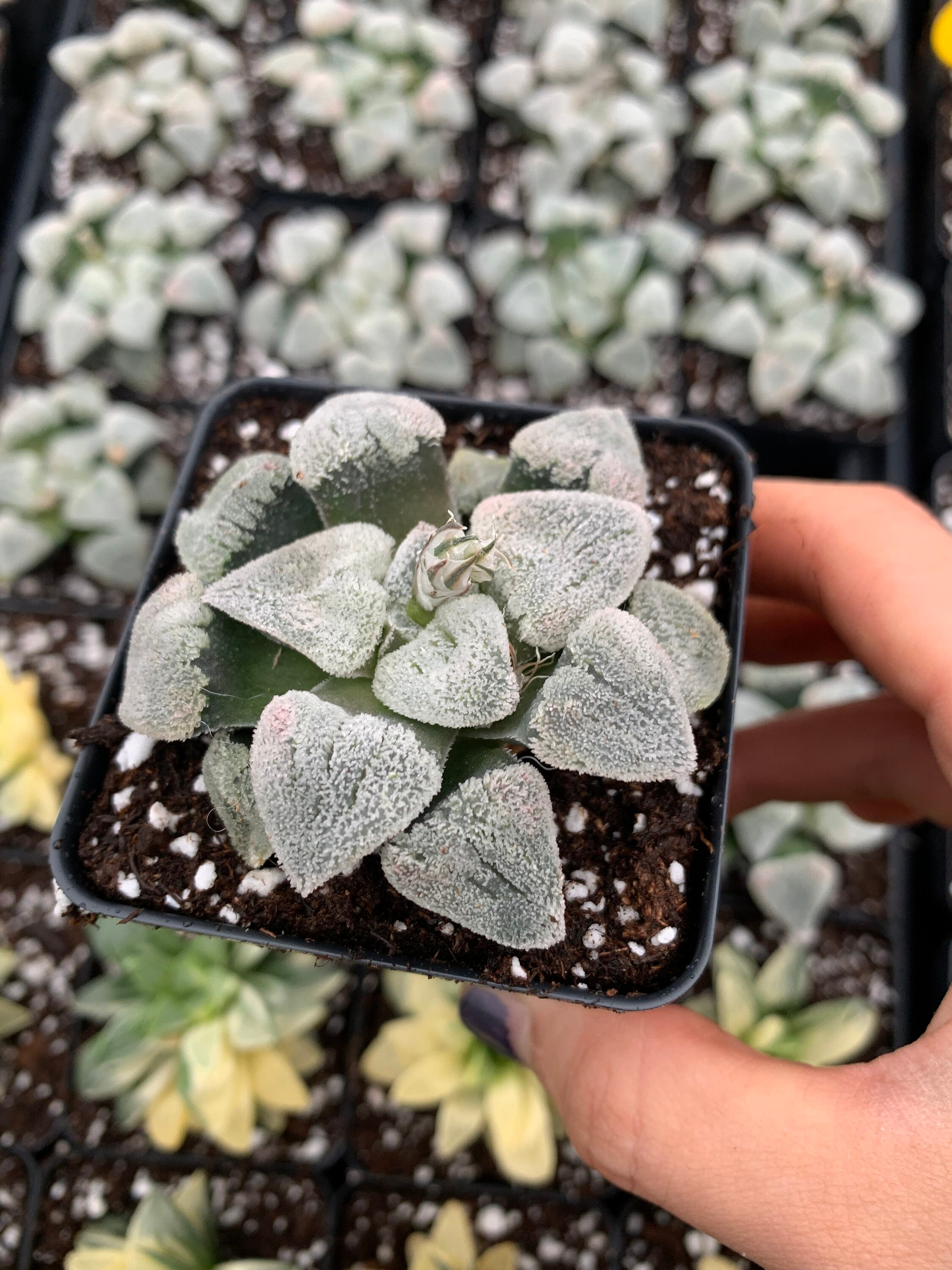 Home & Living Haworthia pygmaea Snow View April Farm/Rare Succulents ...