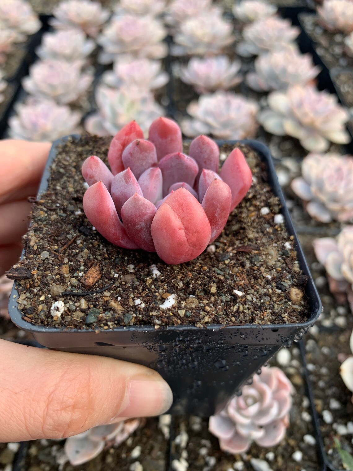 Rare Succulent Graptoveria 'topsy-debbie' Cupid - Etsy