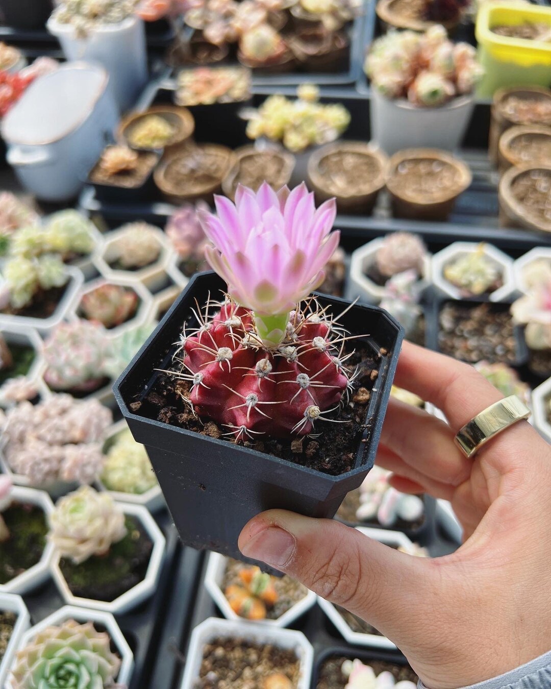 Rare Succulent Cactus Black Dumshi - Etsy