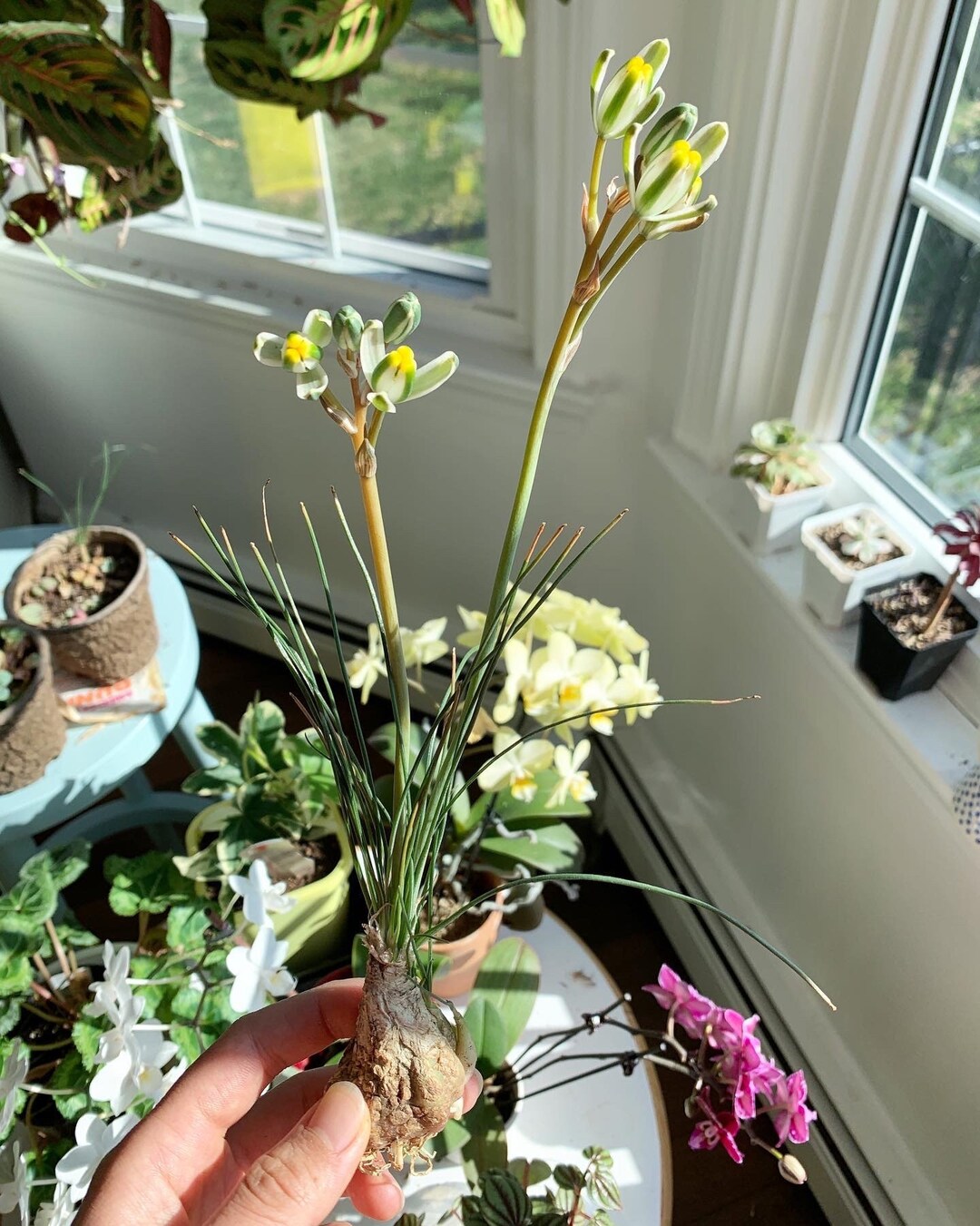 Rare Succulent Albuca Polyphylla Bulb - Etsy