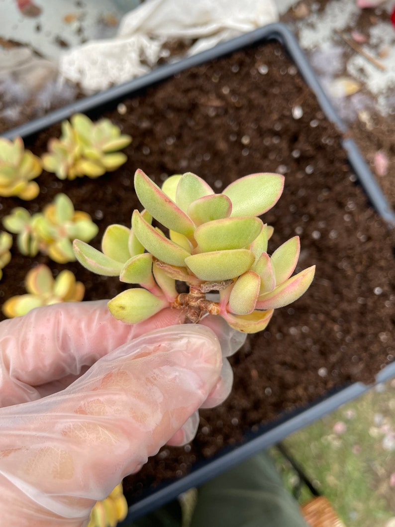 Rare Succulent Crassula Glow Variegated Cutting - Etsy