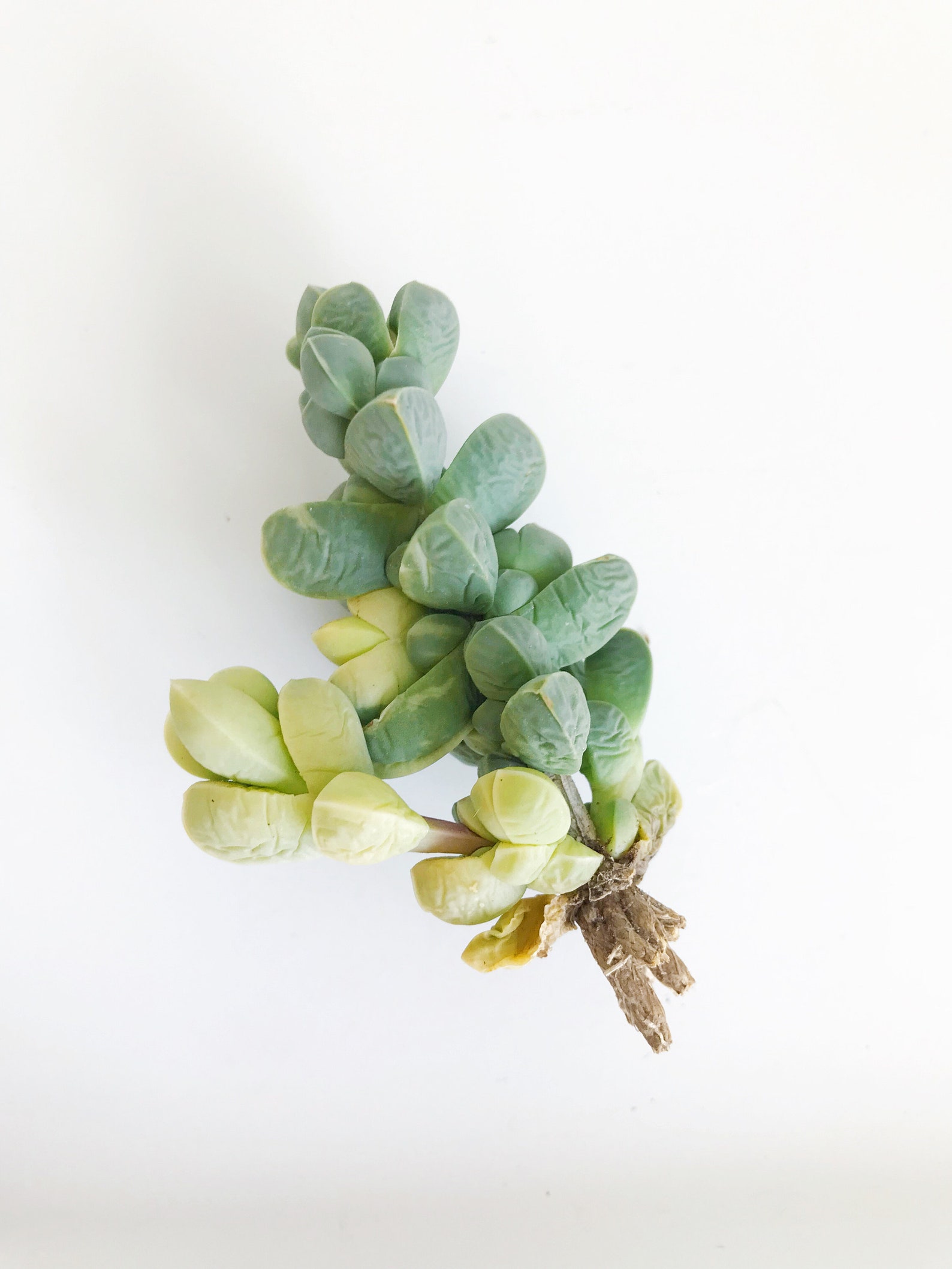 Rare Succulent Variegated Astridia Velutina - Etsy