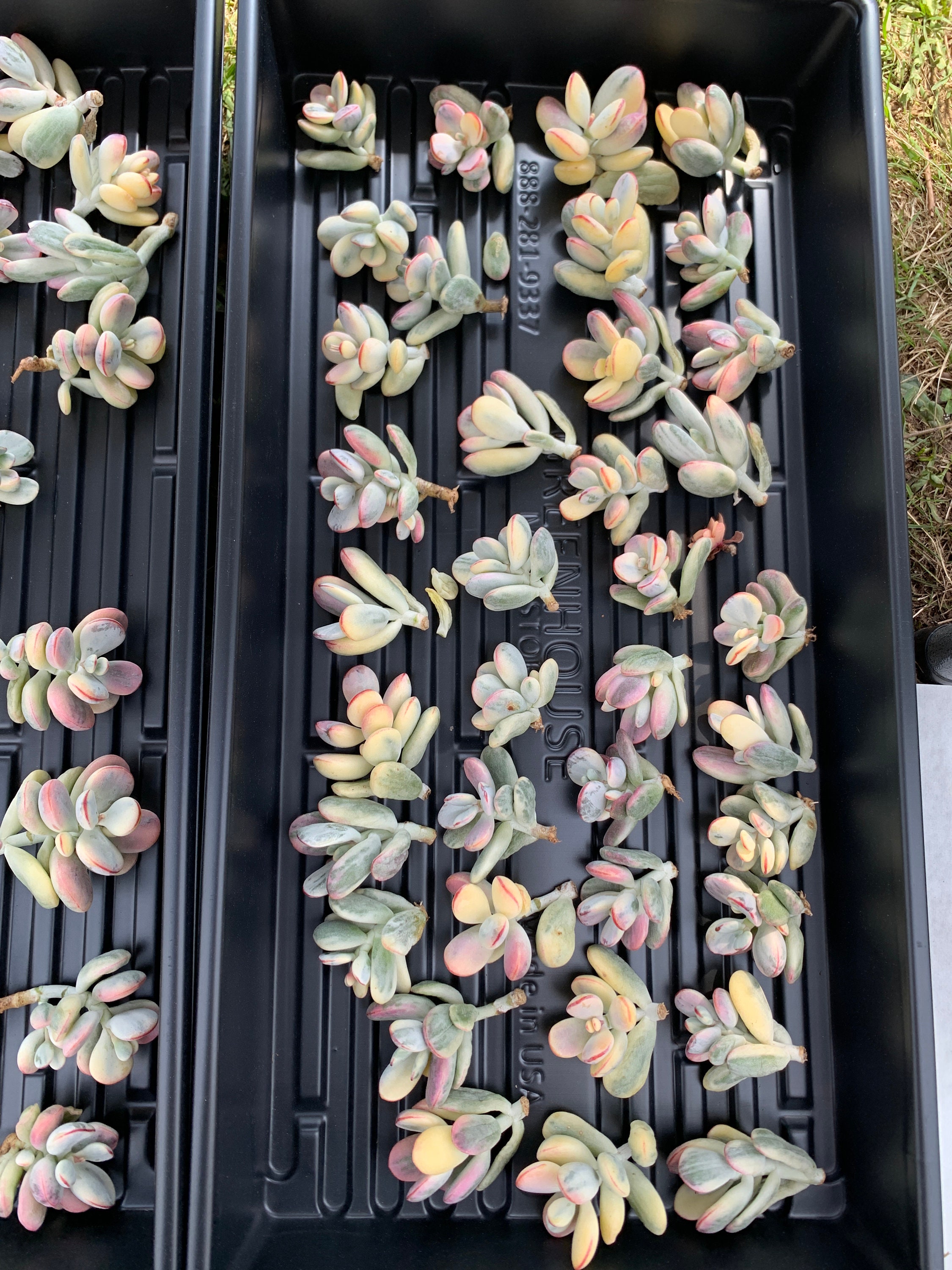 Rare Succulent Rounded Cotyledon Orbiculata Varigated - Etsy