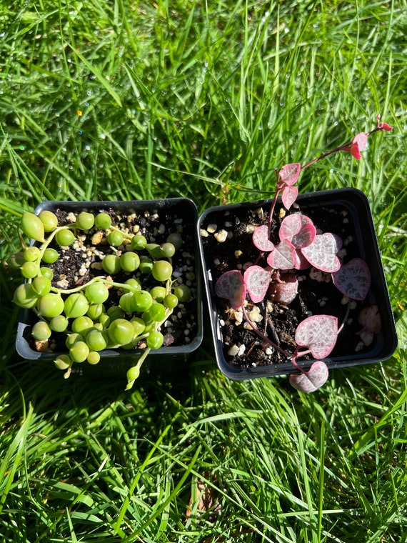 Rare Succulent Succulents Combo/variegated String of - Etsy