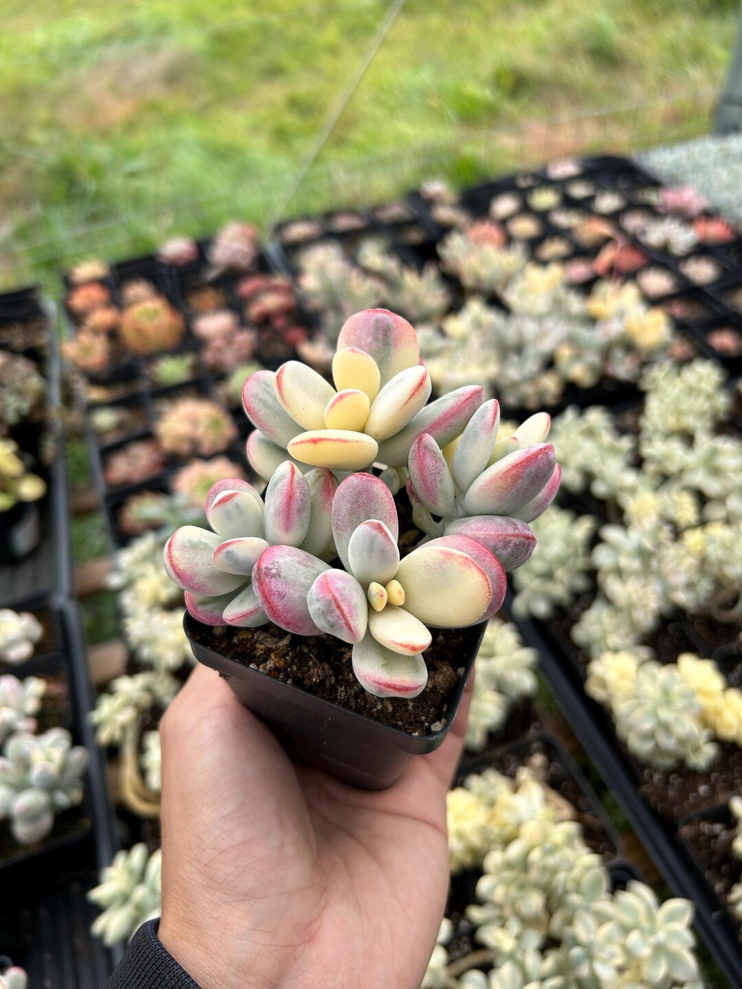 Rare Succulent - Rounded Cotyledon Orbiculata Varigated (2) - Etsy