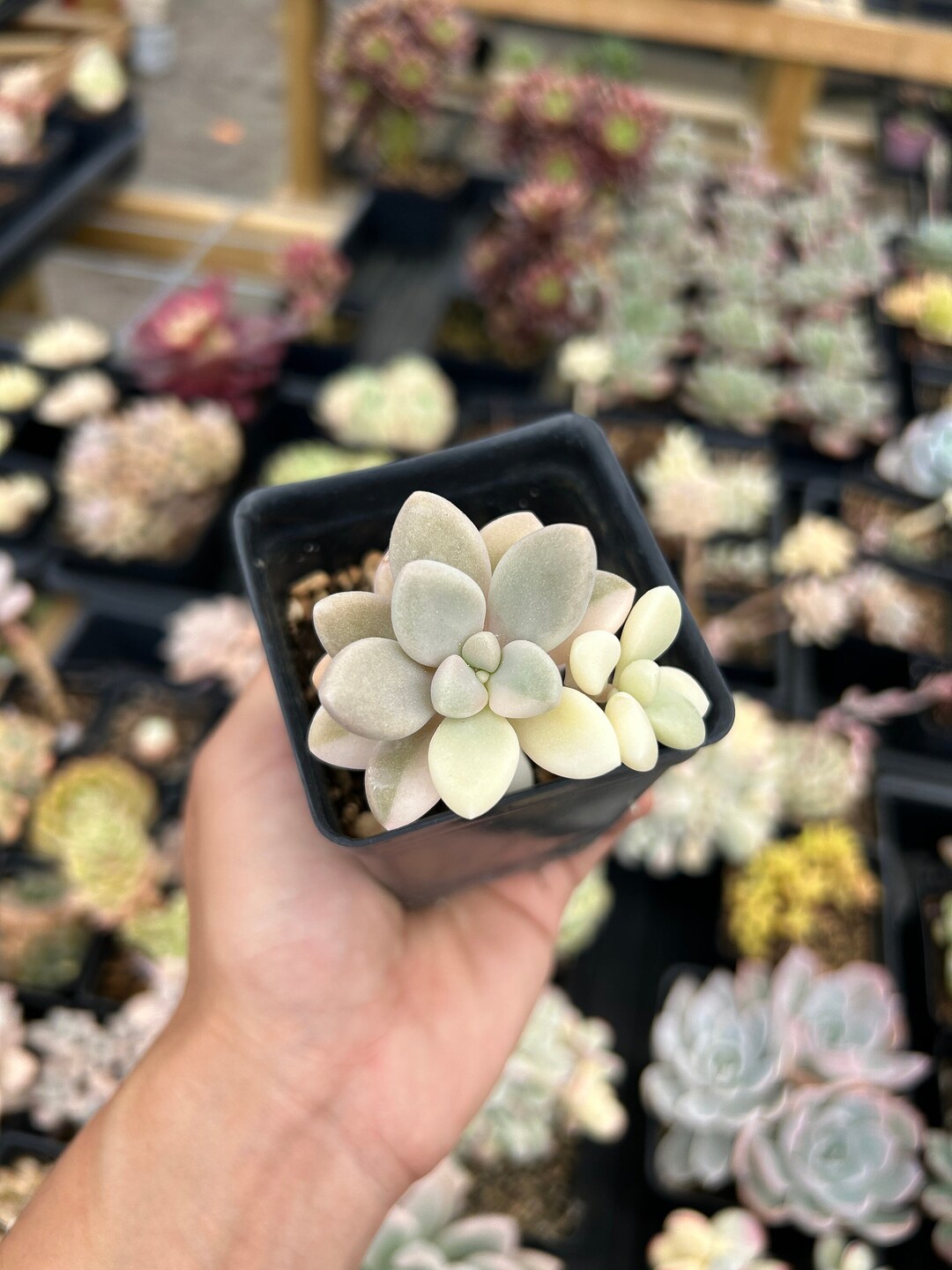 Rare Succulent Graptopetalum Ellen Variegated 1 - Etsy