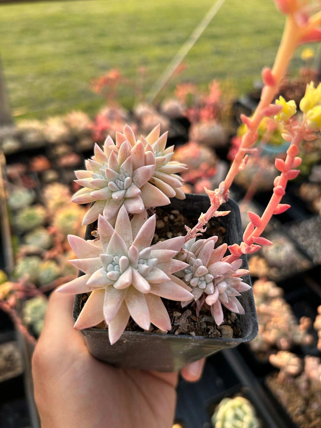 Rare Succulent Dudleya Gnoma S.w.mccabe white - Etsy