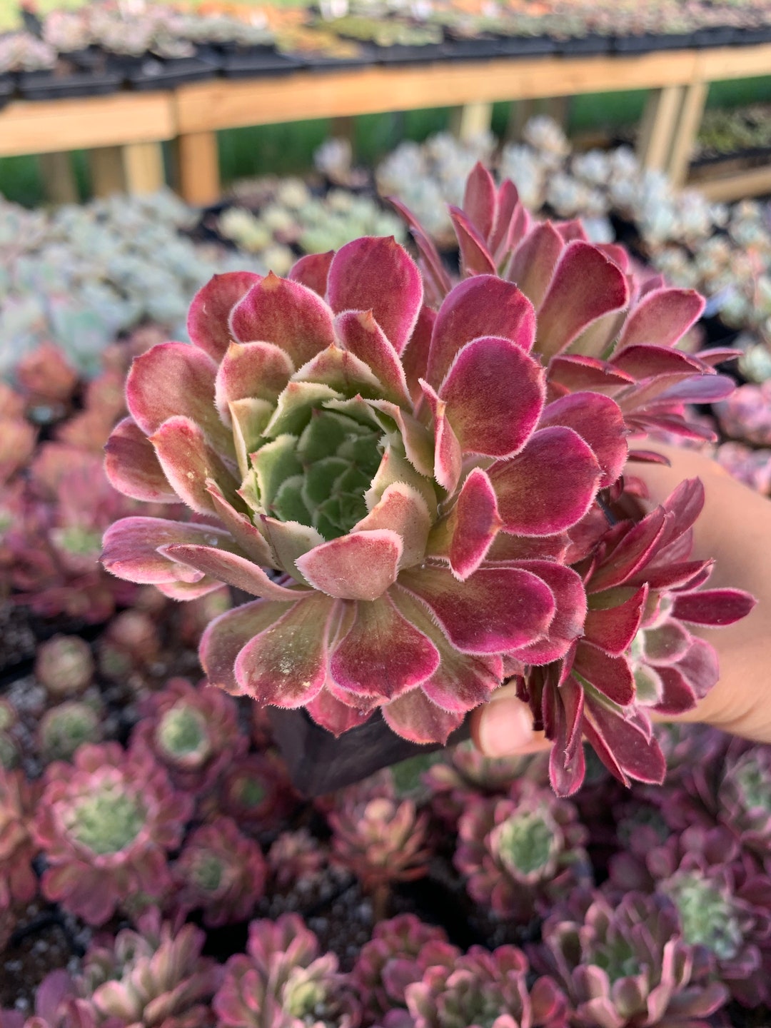 Rare Succulent Aeonium Variegated Madrid - Etsy