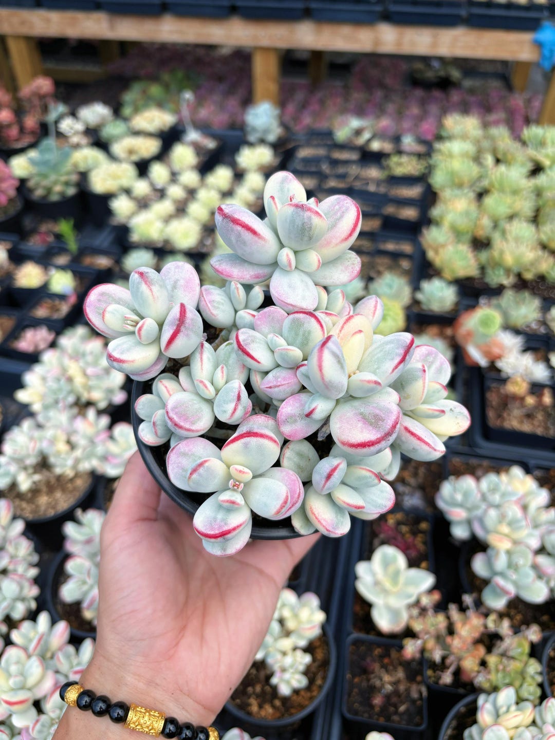 Rare Succulent - Rounded Cotyledon Orbiculata Varigated Large Cluster ...