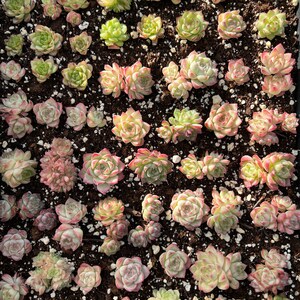 Rare Succulent - Echeveria Maigan Hybrid (mini Plant) - Etsy