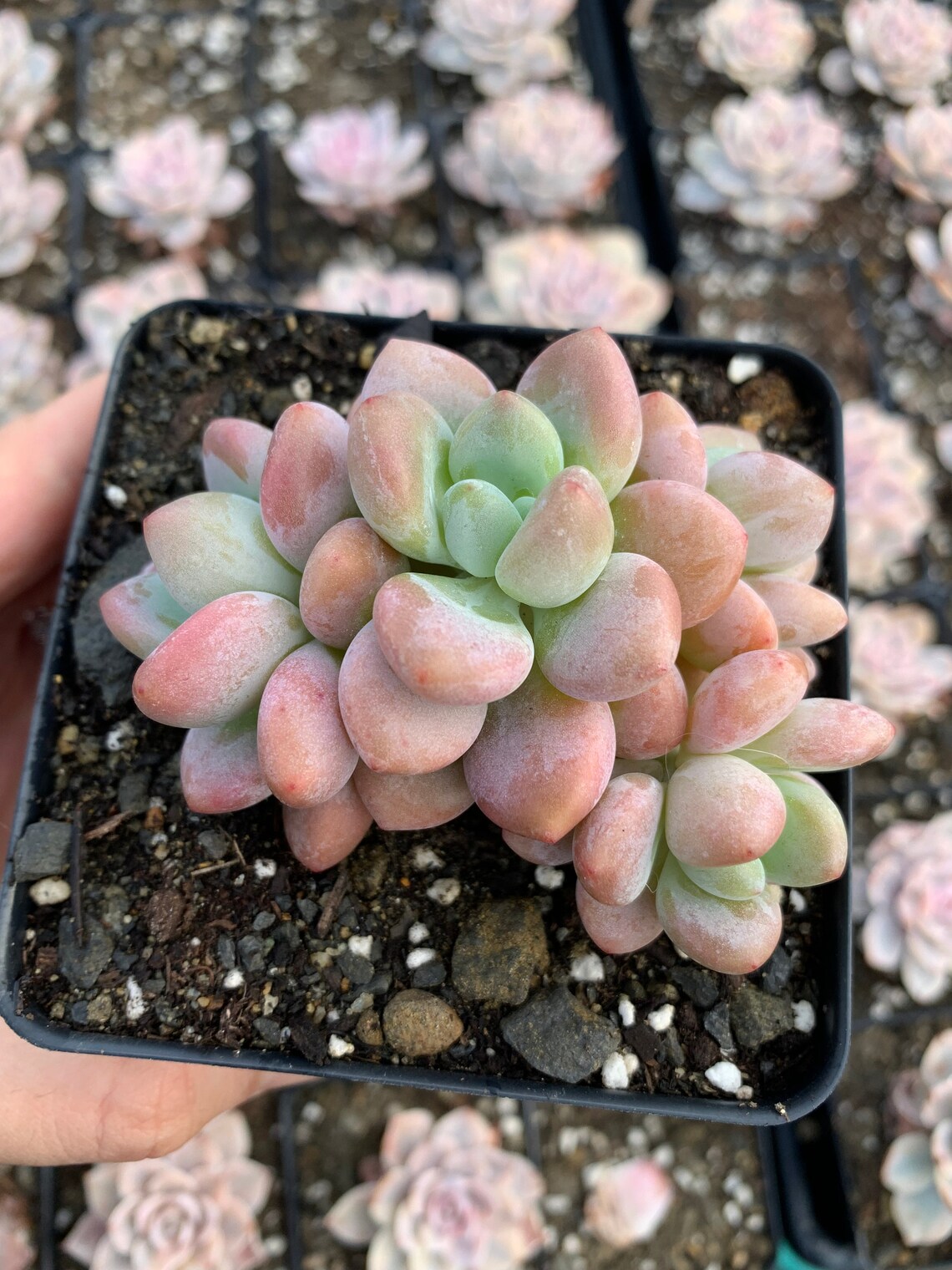 Rare Succulent Graptosedum Miul - Etsy
