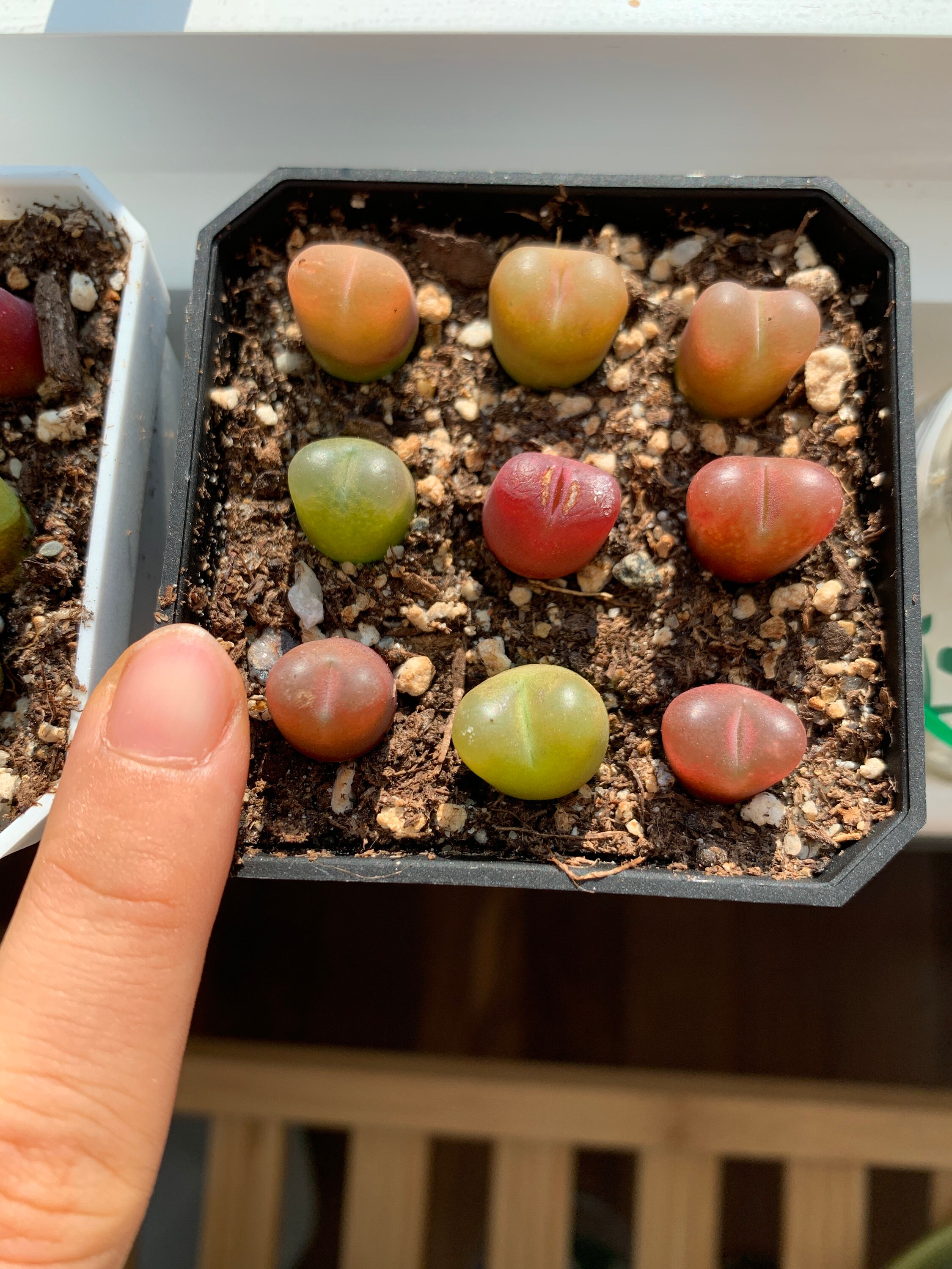 Rare Succulent Conophytum Maughanii one Mini Plant 1cm - Etsy