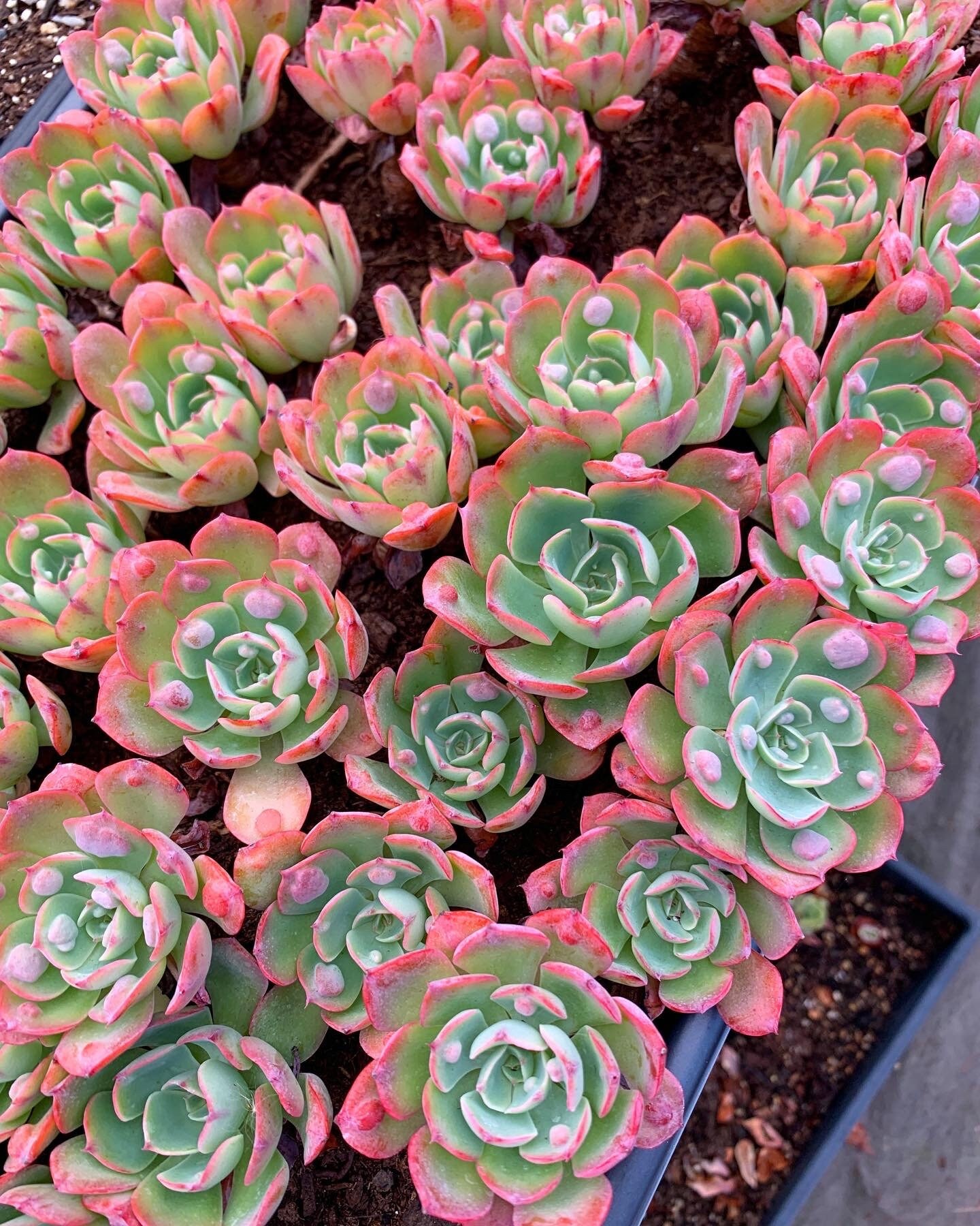 Rare Succulent Echeveria Raindrops Frills - Etsy