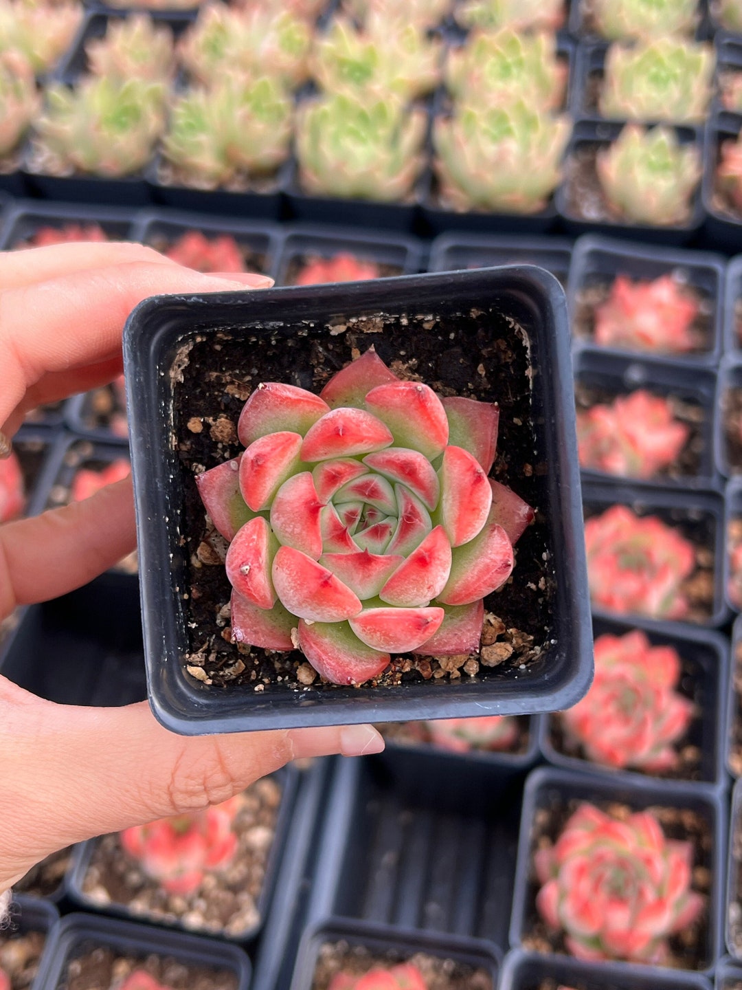 Rare Succulent - Echeveria Red Ruby - Etsy