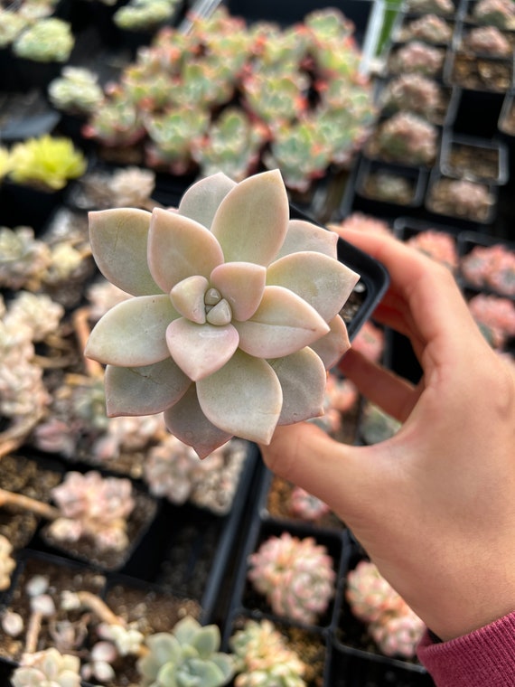 Rare Succulent Graptoveria Pink titubans - Etsy