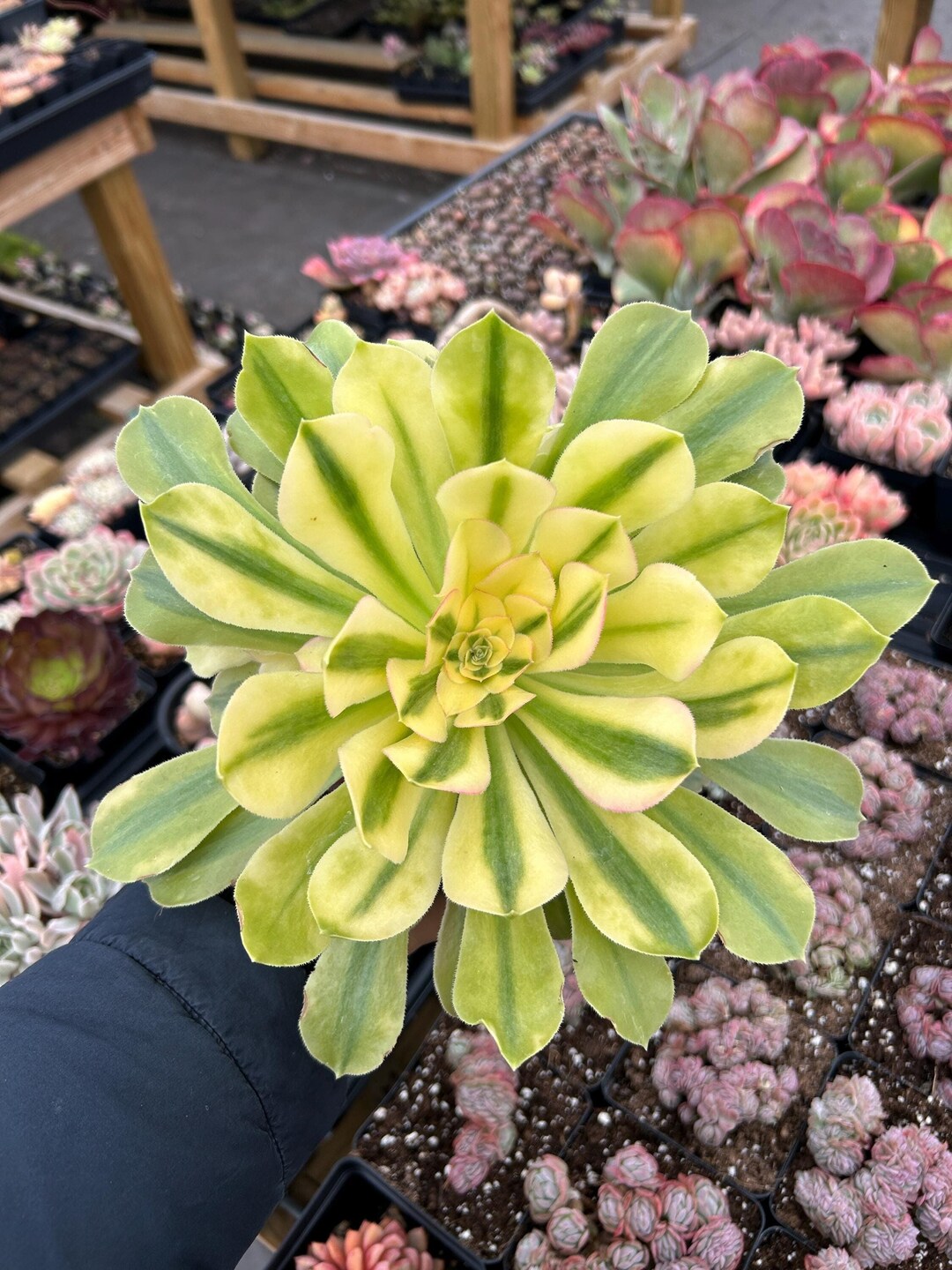 Rare Succulent - Aeonium Variegated Green Emerald (2) - Etsy