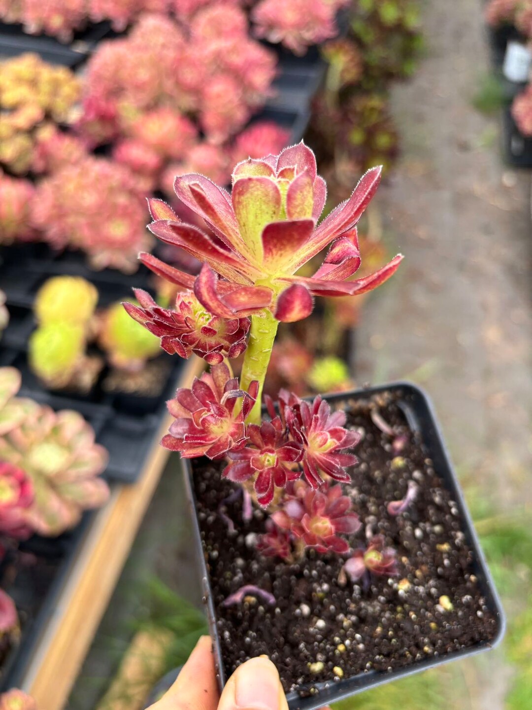 Rare Succulent - Aeonium Crested Sp (9) - Etsy