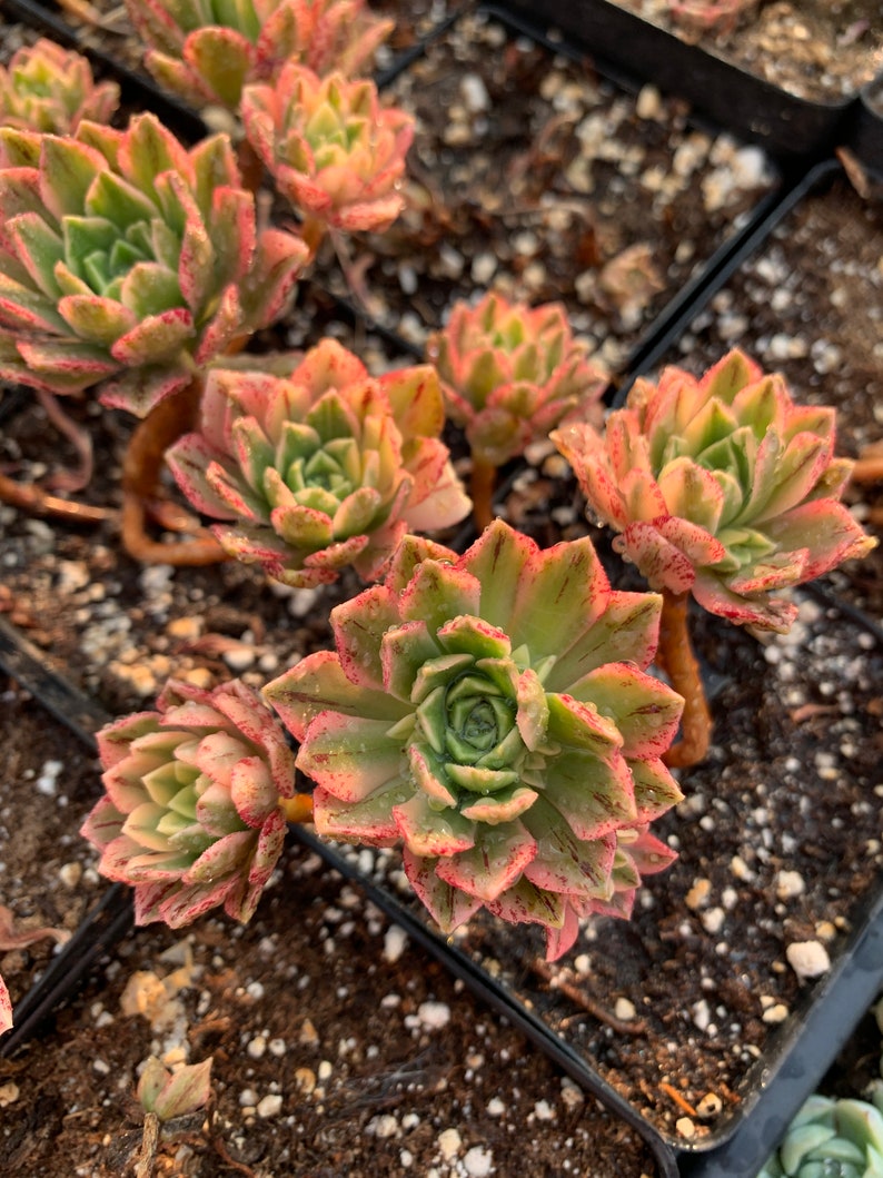 Rare Succulent Aeonium Cream Tea/sweet Tea - Etsy