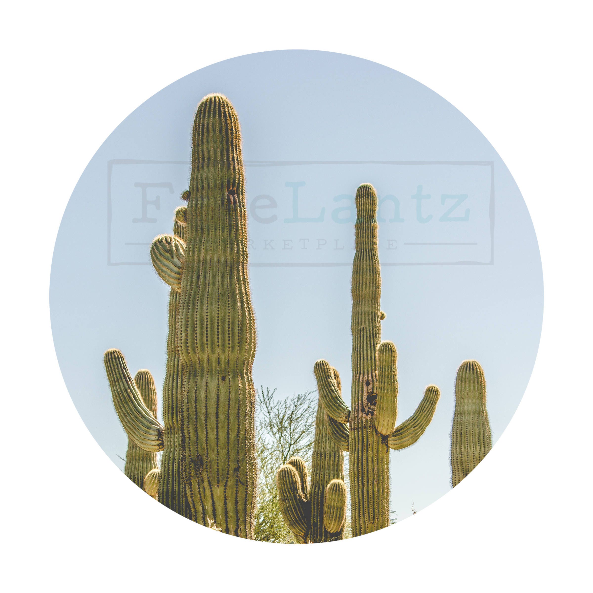 Desert Cactus Southwestern Circle Print Cactus Print Cacti - Etsy