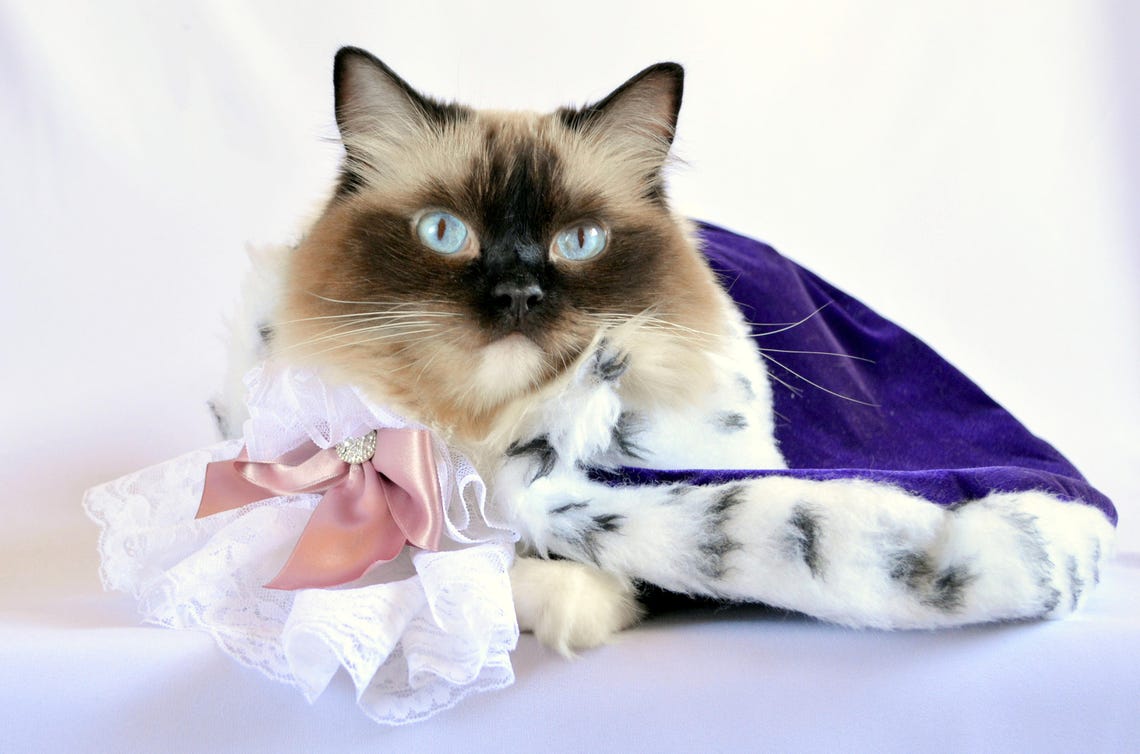 Luxury Royal Cat Costume Baroque Style Velvet Cloak Costume | Etsy