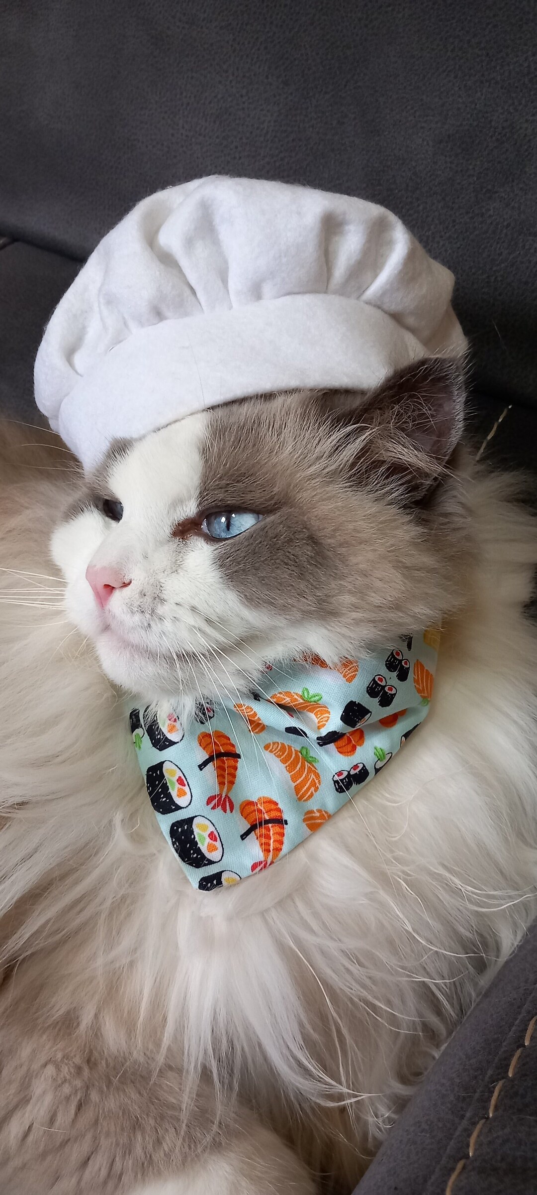 Bandana 'sushi' slip Over Collar, Cat / Dog Bandana / Easy Fit Cat ...