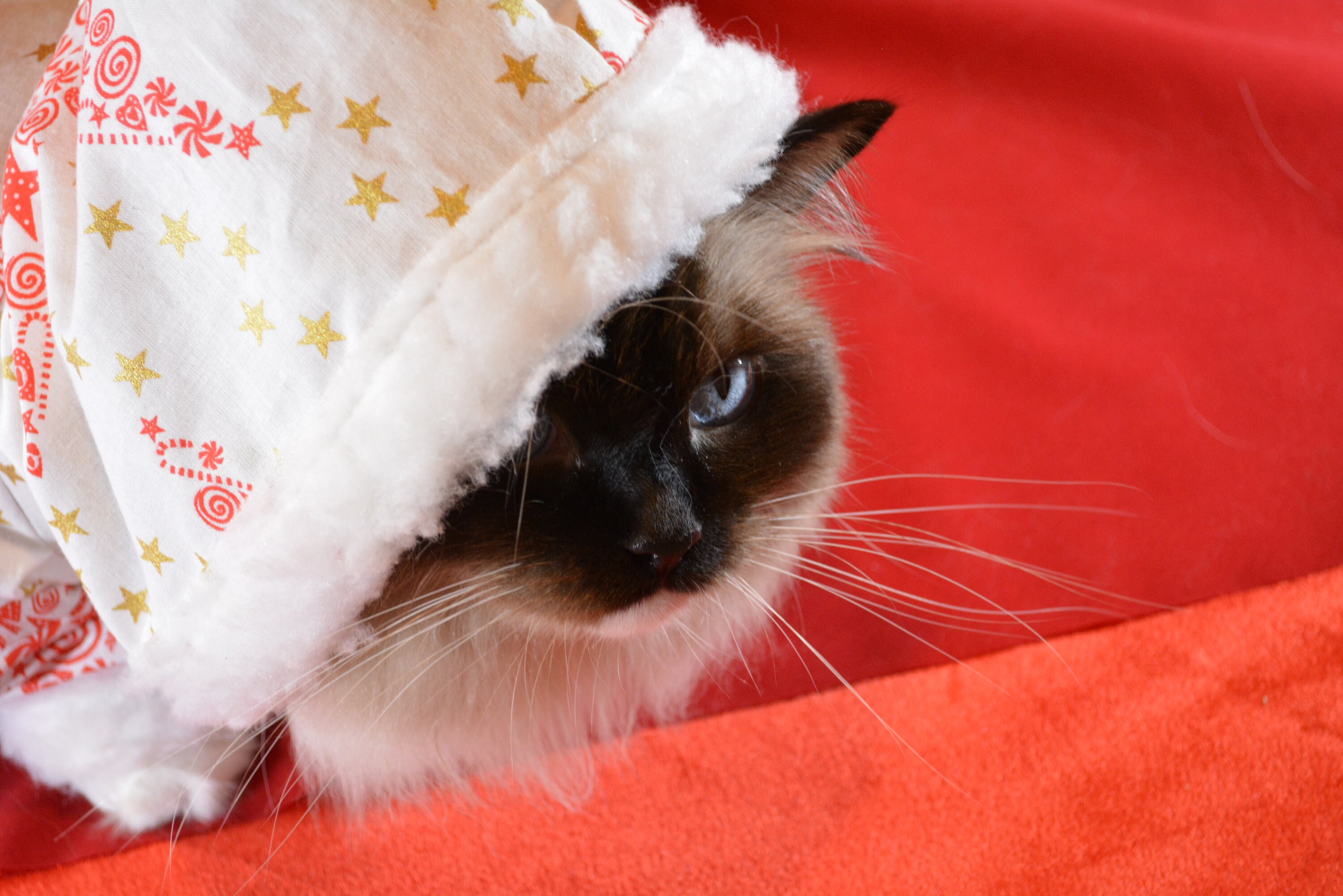 Cat Costume 'party Star' Cute Costume for Cat or - Etsy