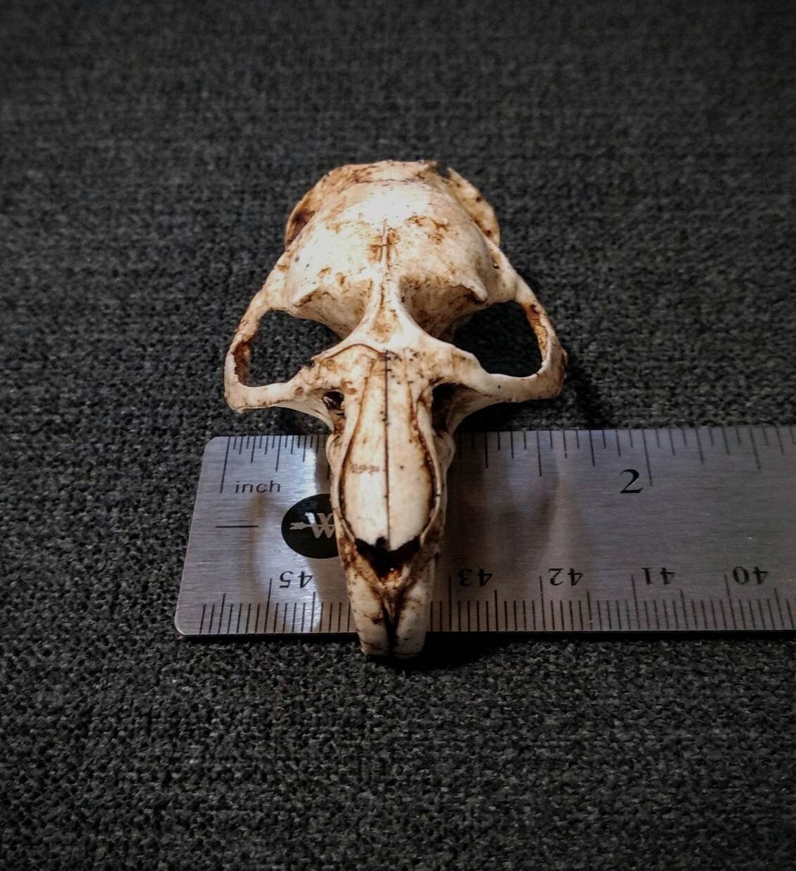 Resin Muskrat Skull Replica | Etsy