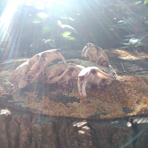 Resin Muskrat Skull Replica - Etsy