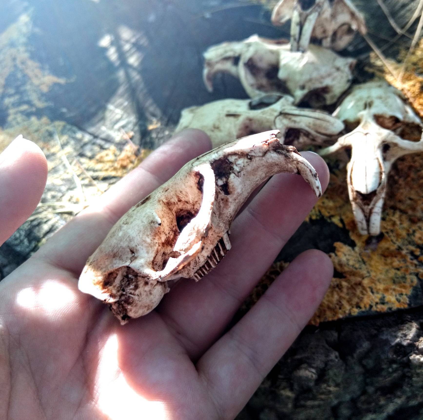 Resin Muskrat Skull Replica | Etsy