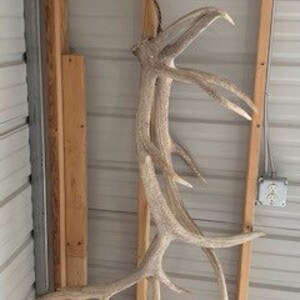 Elk Antler/shed Display Hanger - Etsy