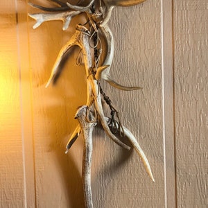 Antler Shed Display Hanger - Antlers NOT Included - Display YOUR ...